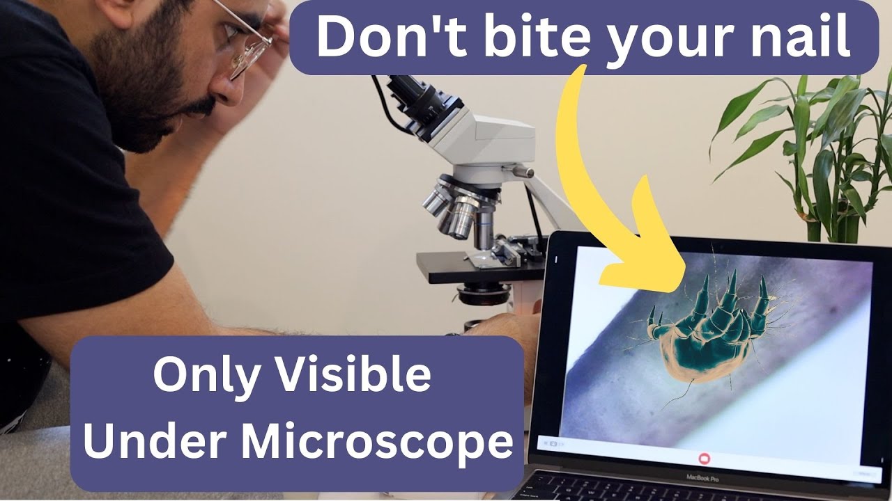 5 Things Under a Microscope - Common Household Items - YouTube