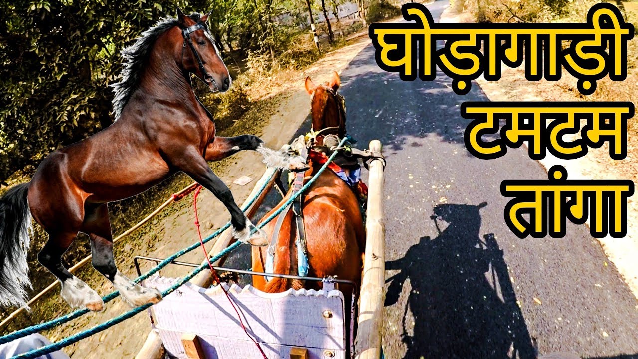 Horse Cart | तांगा घोड़ागाड़ी की सवारी | TumTum | Horse Drawn Carriage ...