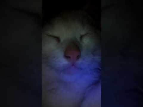 Gato bugueado - YouTube