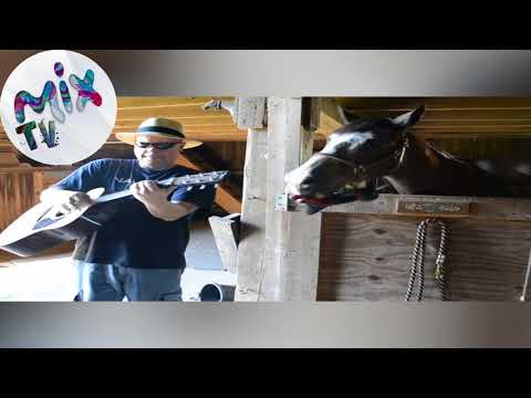 Atlarin Gulmeli Hereketleri