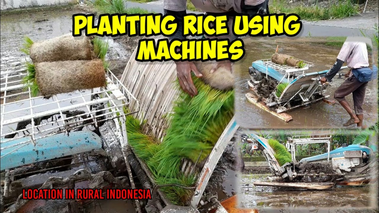 Planting Rice Using Machines // Rice Planting Machines - YouTube