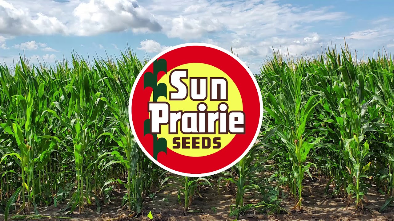 2020 UF/UGA Virtual Corn Silage Field Day - YouTube