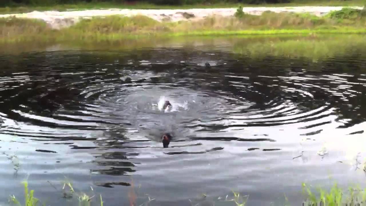 Cutter Bay Blueticks swimming lessons - YouTube