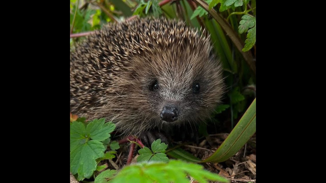 Hedgehog & Rupert the cat - YouTube