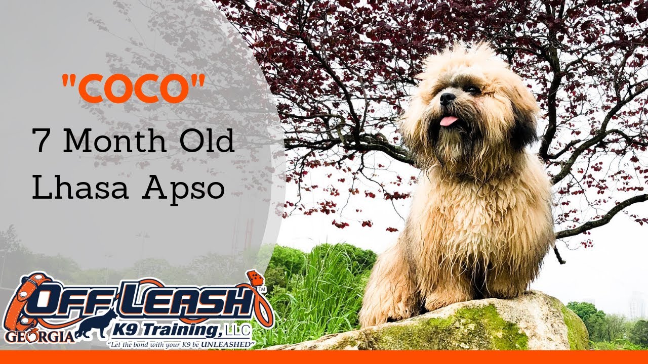 Coco | 7 Month Old Lhasa Apso | Small Dog Training | Off Leash K9 ...