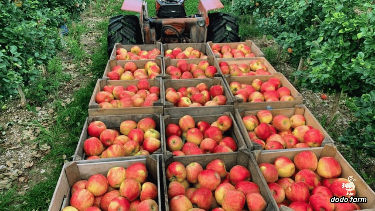How Apple are Farmed, Harvested & Factory Production - Apple Seedlings ...