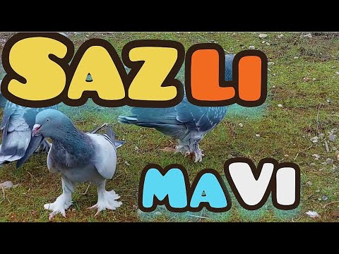 Eke mavi Antrenman aldıkça daha iyi oluyor/oyunkuşu taklacı güvercin 