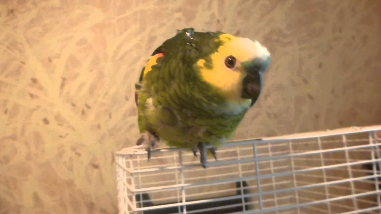#1524 Evil Parrot Carls Aquarium - YouTube
