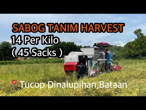Harvest Day -Sabog Tanim Palay - 14 per Kilo - YouTube