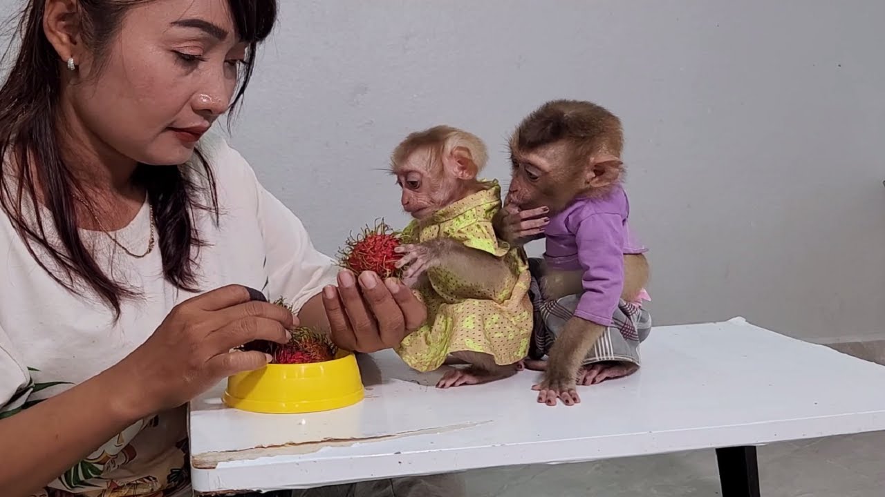 Wow, today there is rambutan fruit for the beloved monkey - YouTube