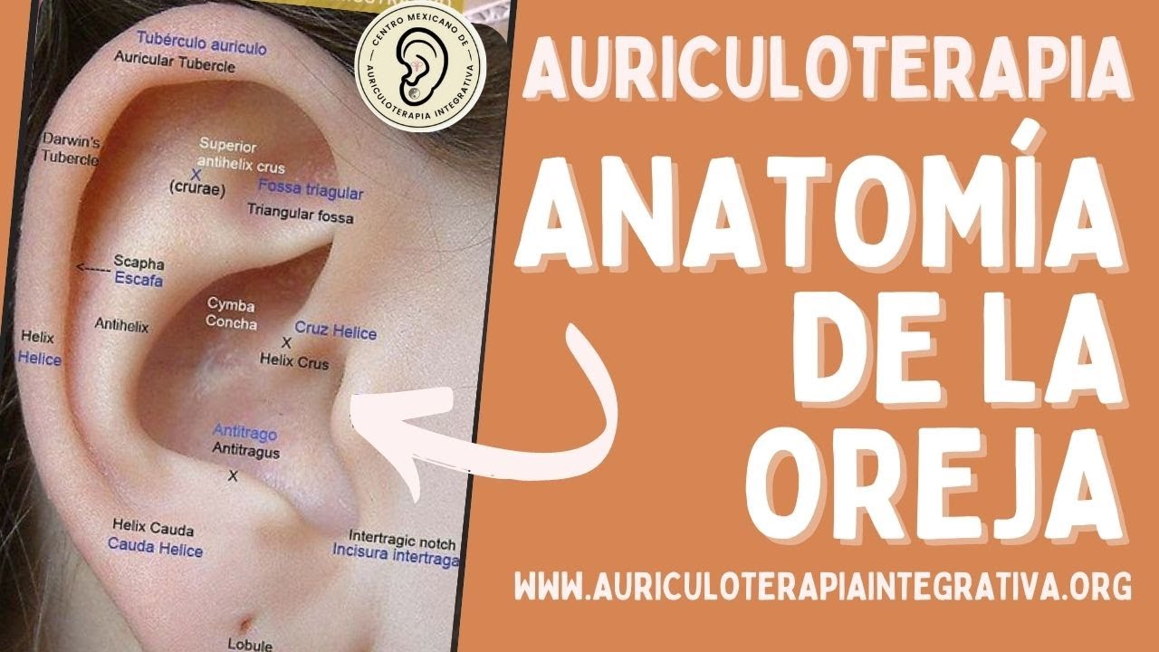 Anatomía de la oreja - Aprende Auriculoterapia - YouTube