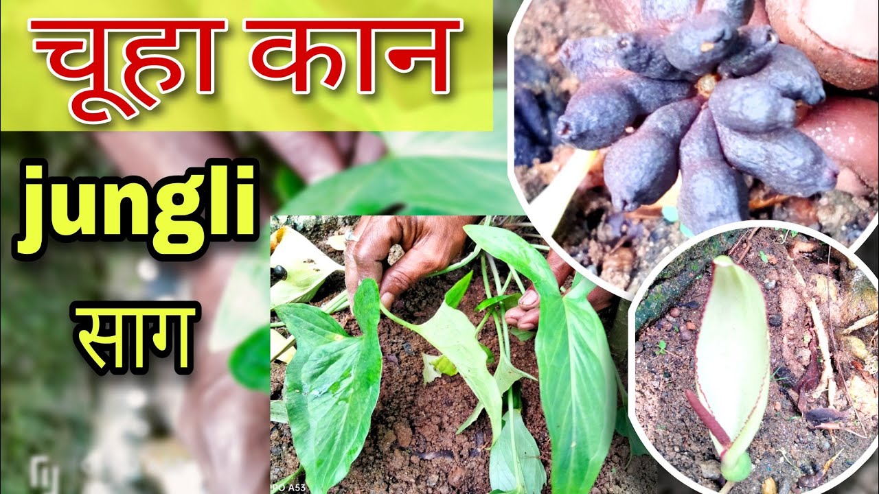 Wild Vegetables | चूहा कान jungli साग - YouTube