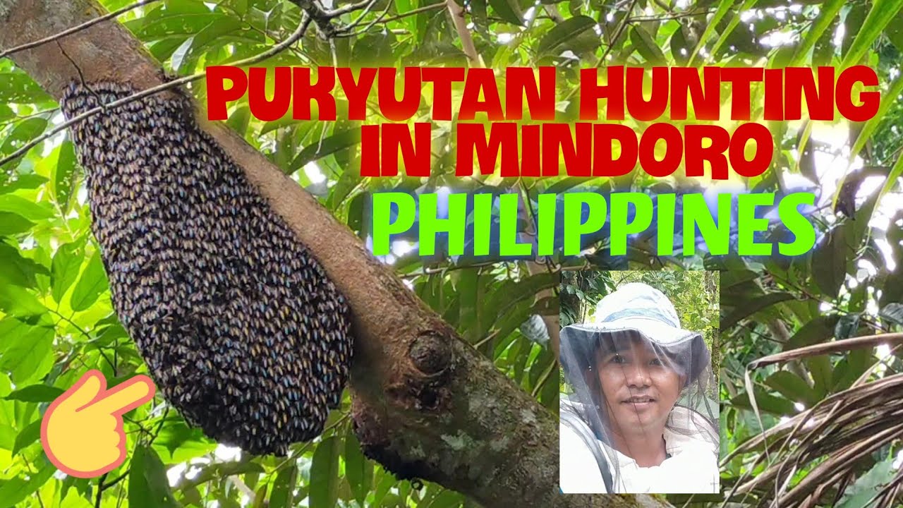 PUKYUTAN HUNTING IN MINDORO PHILIPPINES - YouTube