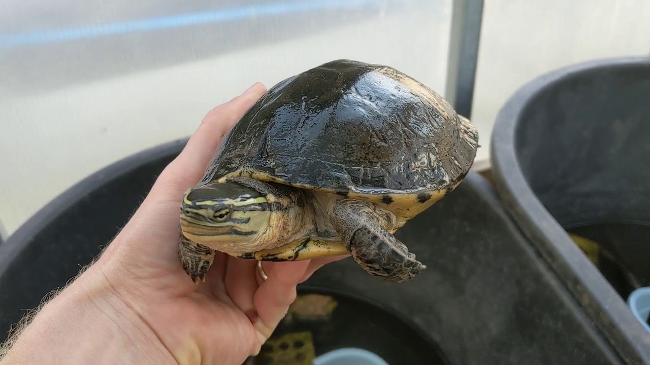 The Turtley Awesome Twelve Days of Christmas: Episode 1 Malayan Box ...