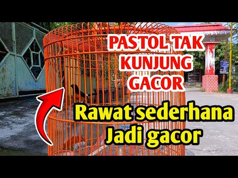 PUNYA PASTOL BELUM GACOR?BEGINI CARA MERAWAT MURAI PASTOL AGAR GACOR‼️