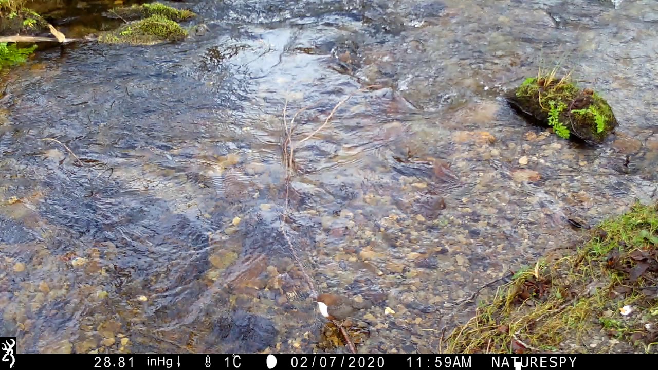 Browning Spec Ops Edge example footage - dipper - YouTube