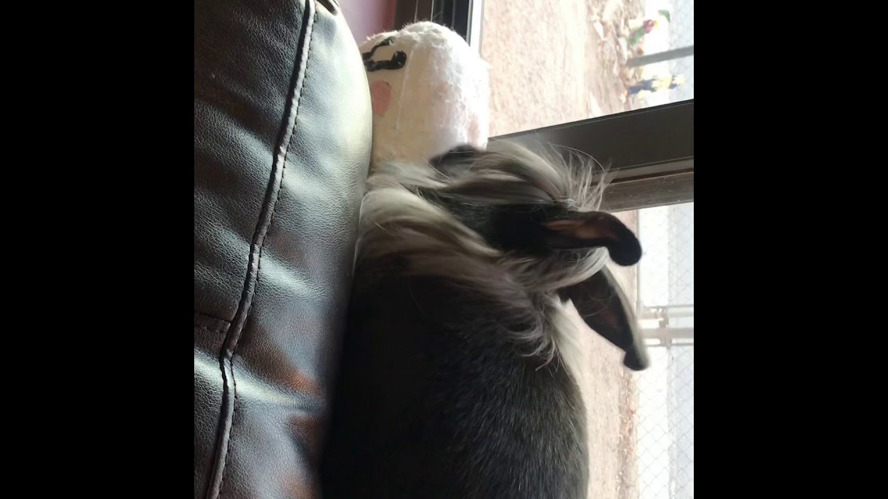 Silly Rabbit Tricks are for Kids - YouTube