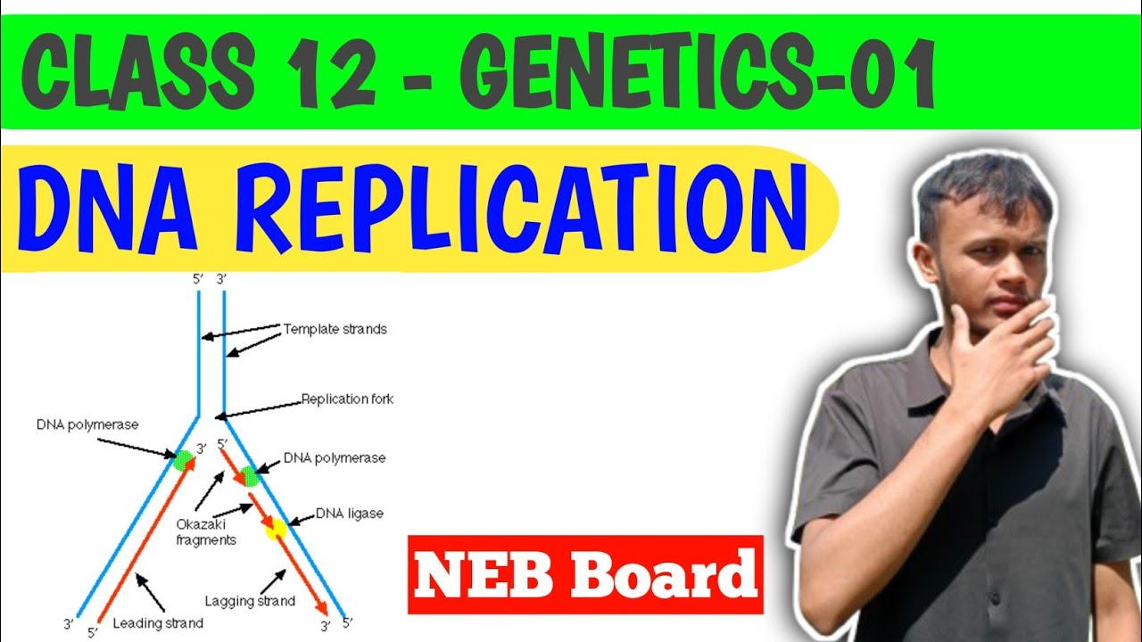 DNA Replication Class 12 NEB | Full Concept Explained | GENETICS-01 I ...