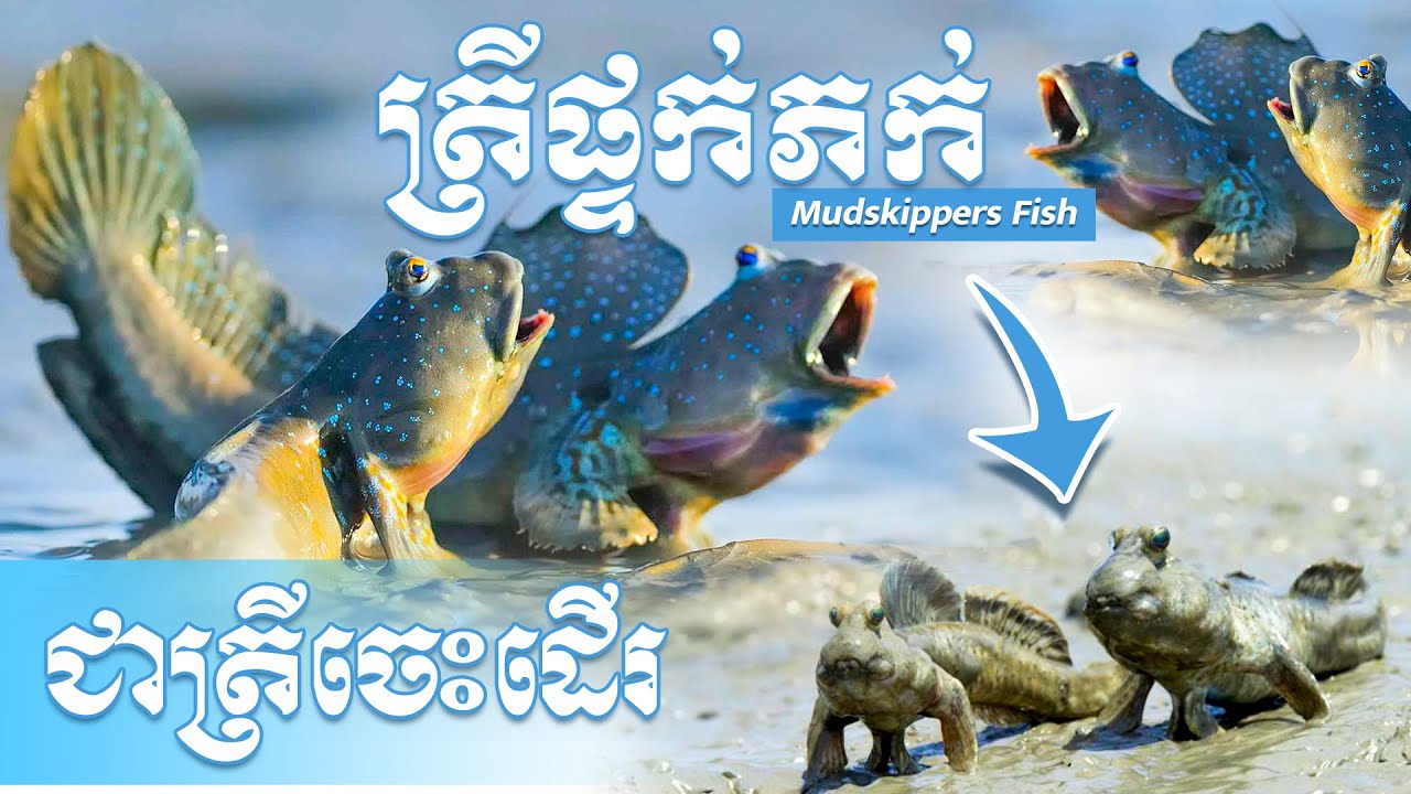 🐟🌿 Discover the Amazing Mudskippers! 🌿🐟 ត្រីចេះដើរ ...