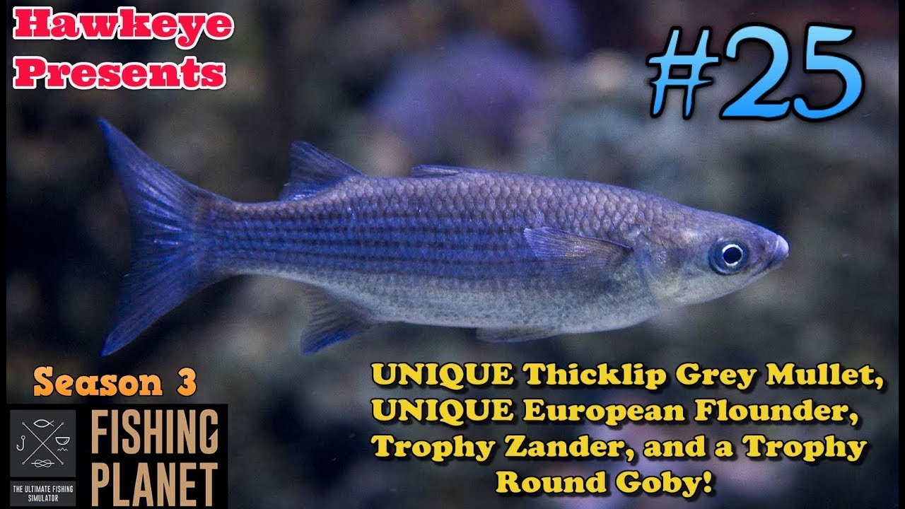 Fishing Planet | #25 - S3 | UNIQUE Thicklip Grey Mullet & European ...