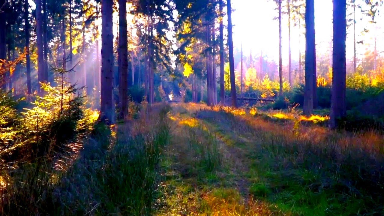 🌲🌖 FOREST AMBIENCE - Woods sound effect - Relaxing birdsong , birds ...