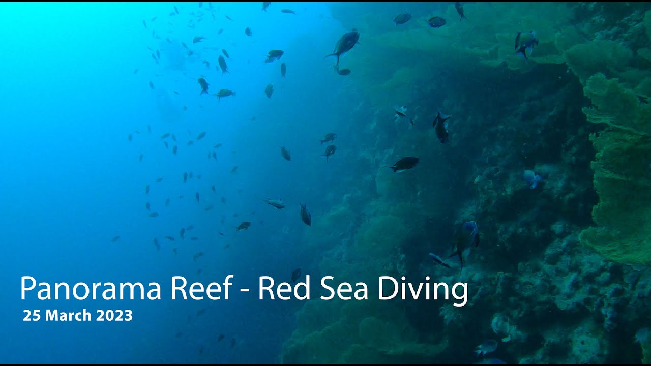 Panorama Reef - Red Sea Diving - Egypt - Safaga - YouTube