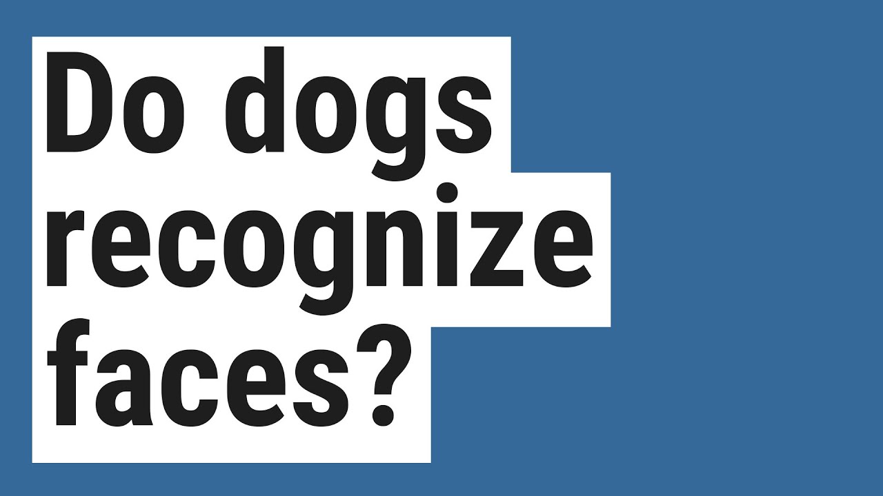 Do Dogs Remember Faces