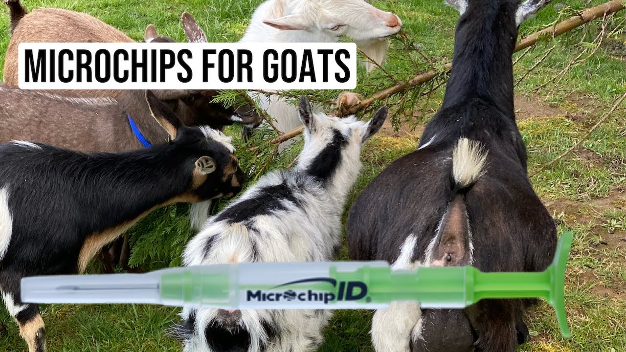 Microchips for Goats - Update on Gertie - YouTube