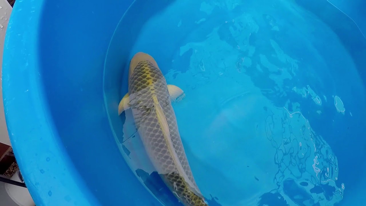 Collection of 2 Koi from Queni Koi - March 2019 - YouTube