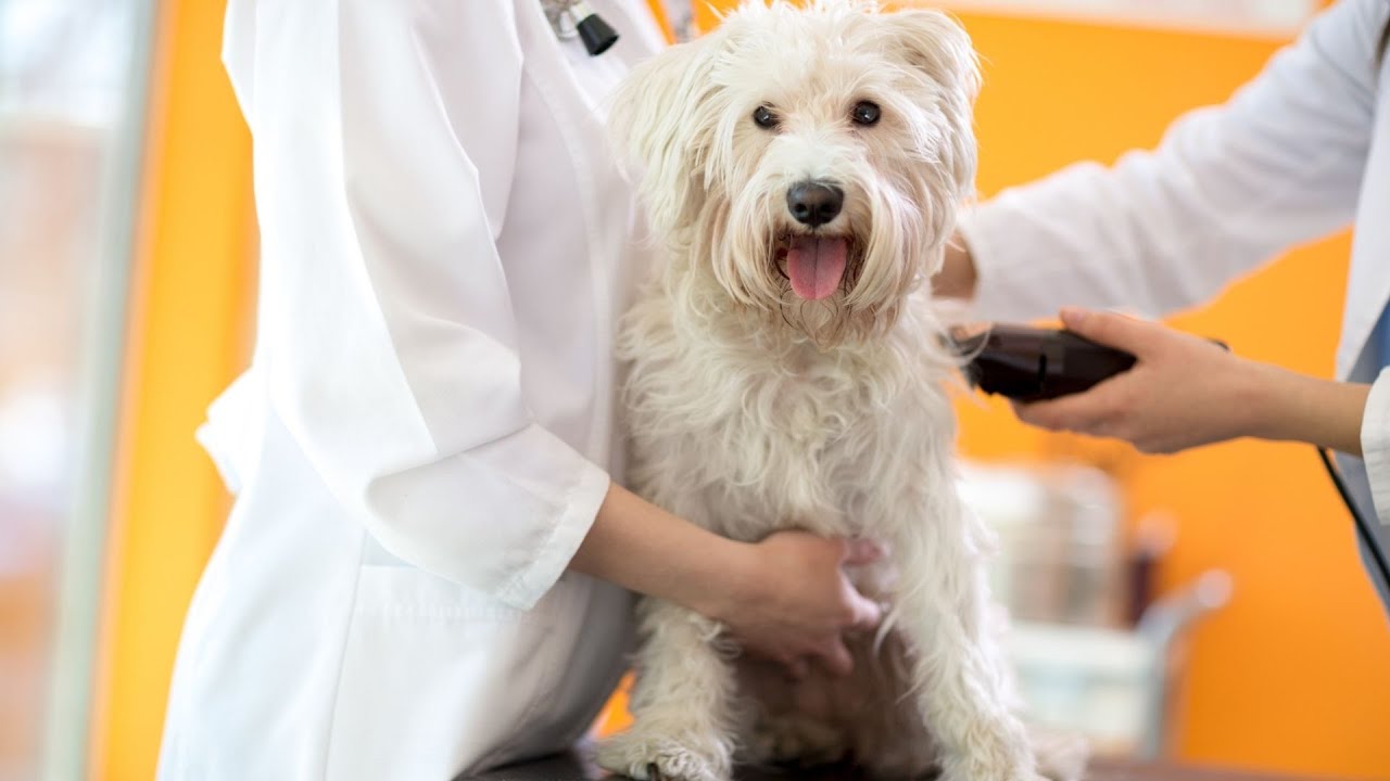 Maltese Dogs and Skin Conditions: Managing Allergies - YouTube