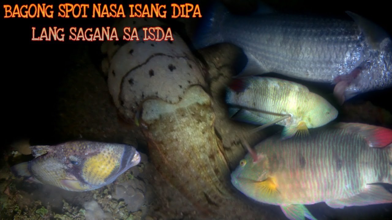 BAGONG SPOT NASA ISANG DIPA LANG SAGANA SA ISDA,Night Spearfishing ...