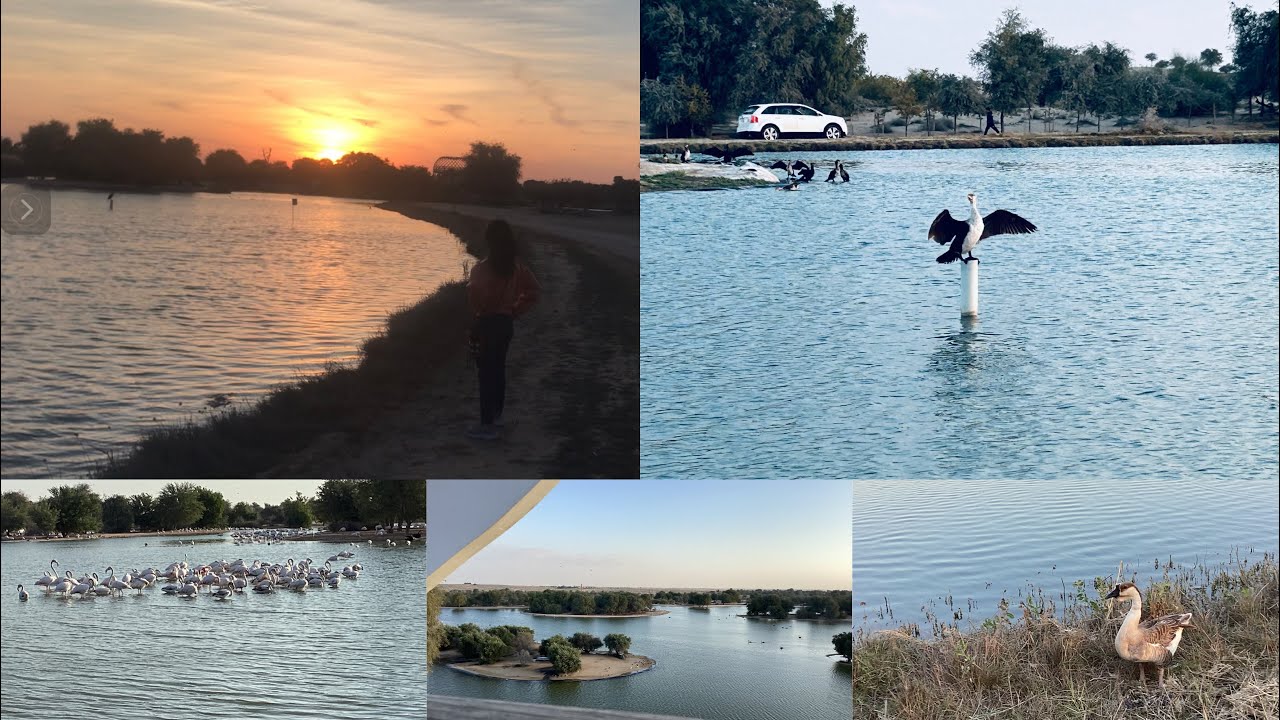 Morning drive to Al Qudra | Kupoos Kids - YouTube