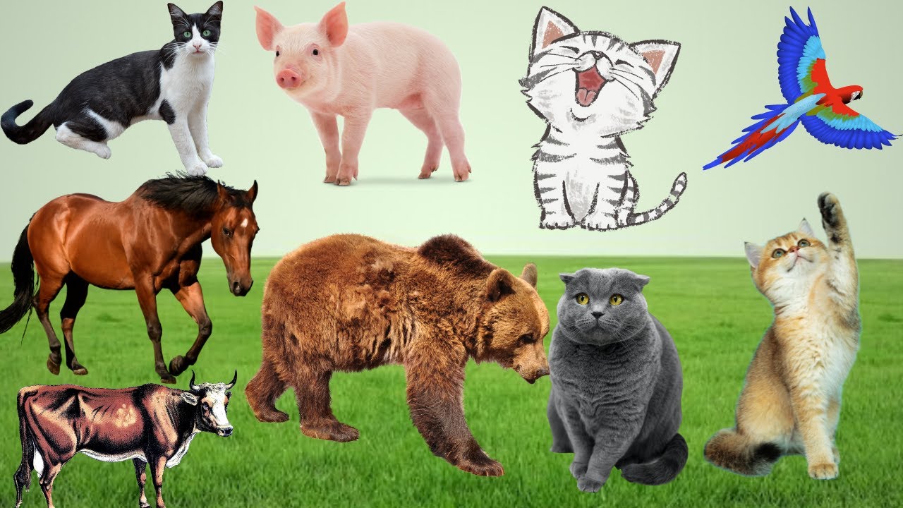 I Cute Animal Sounds Video Compilation 2023 - YouTube