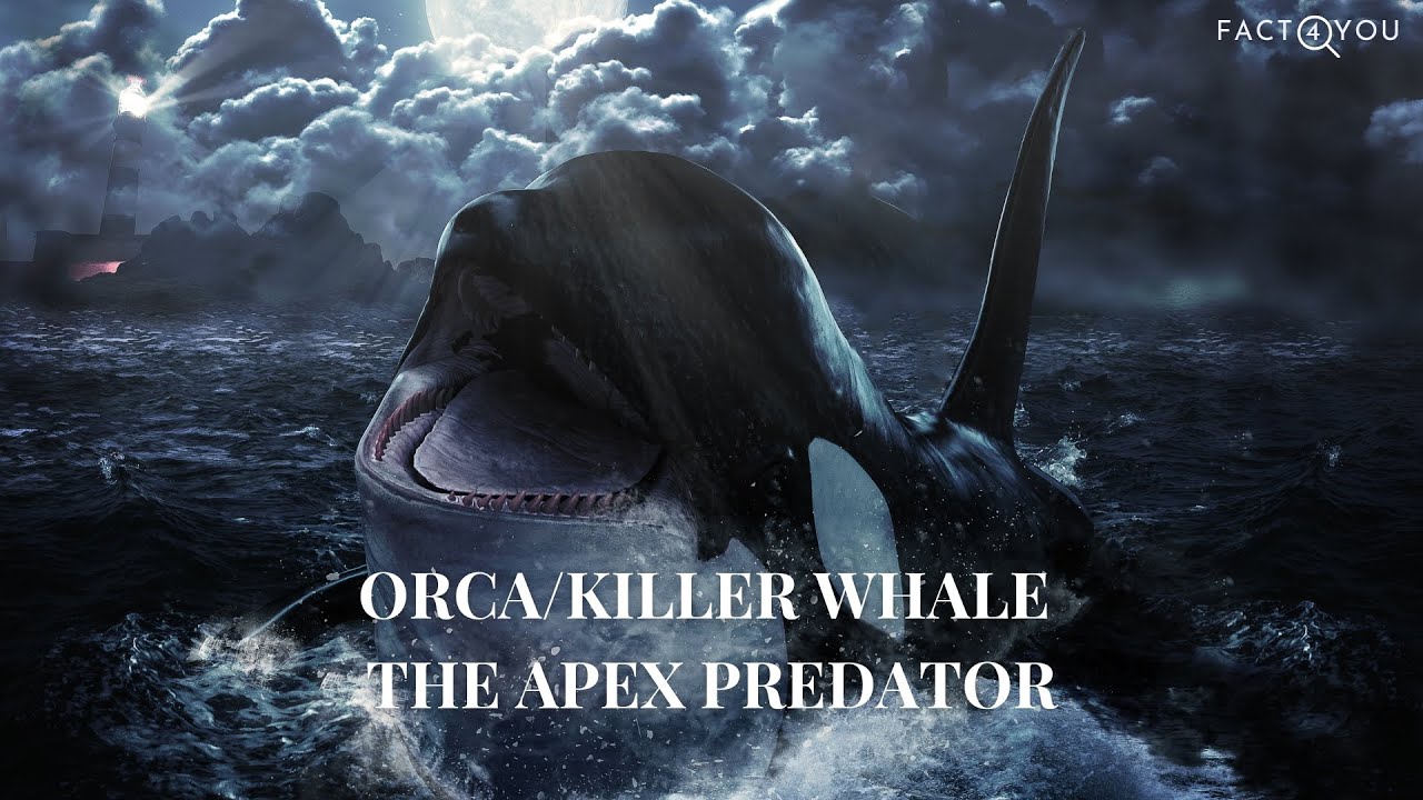 How Do Orcas Killer Whales Hunt? - YouTube