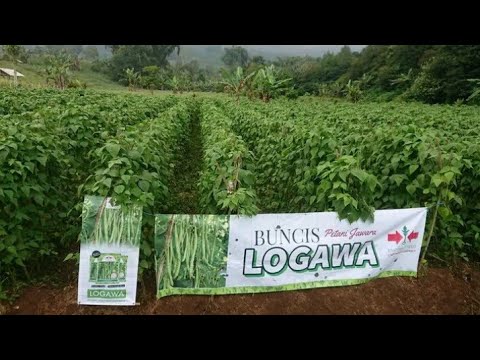 Buncis Kualitas Exspor || Buncis Logawa - YouTube