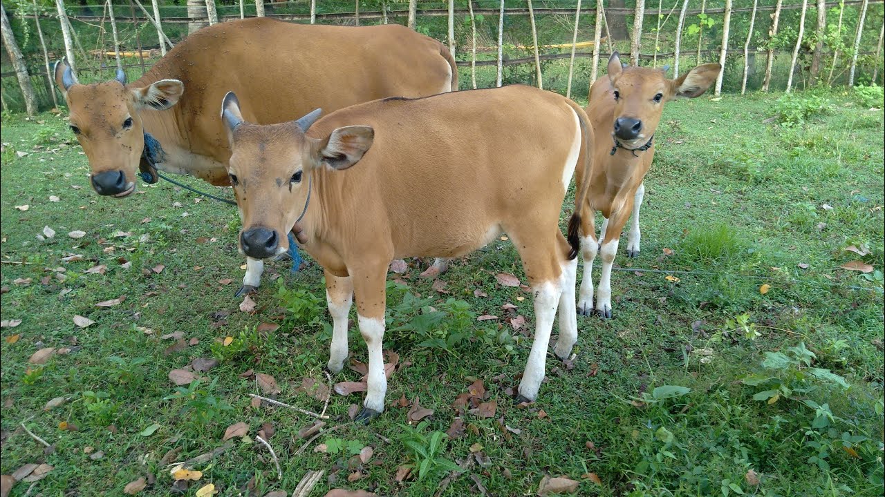 Belajar ternak sapi bali pemula - YouTube