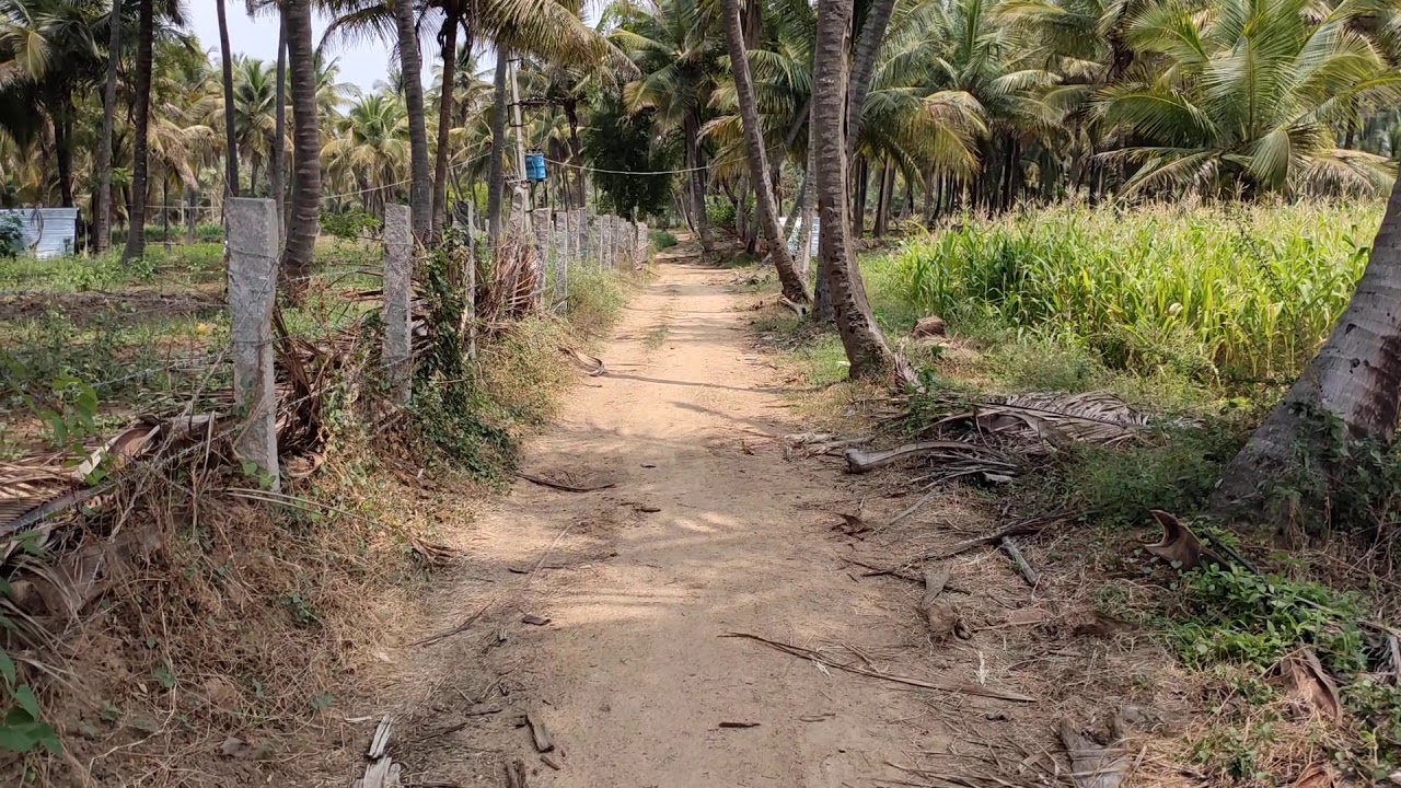 1acre ready coconut farm with borewell and fencing at channapatna ...
