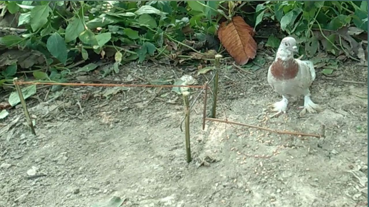 Simple Bird trap Amazing catching Using sticks - YouTube