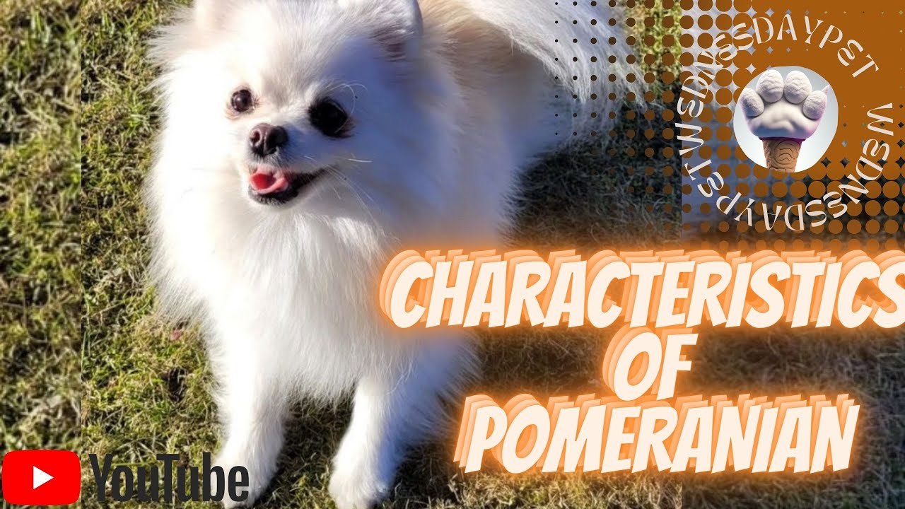 THE MOST VISIBLE CHARACTERISTICS OF POMERANIAN DOGS - YouTube