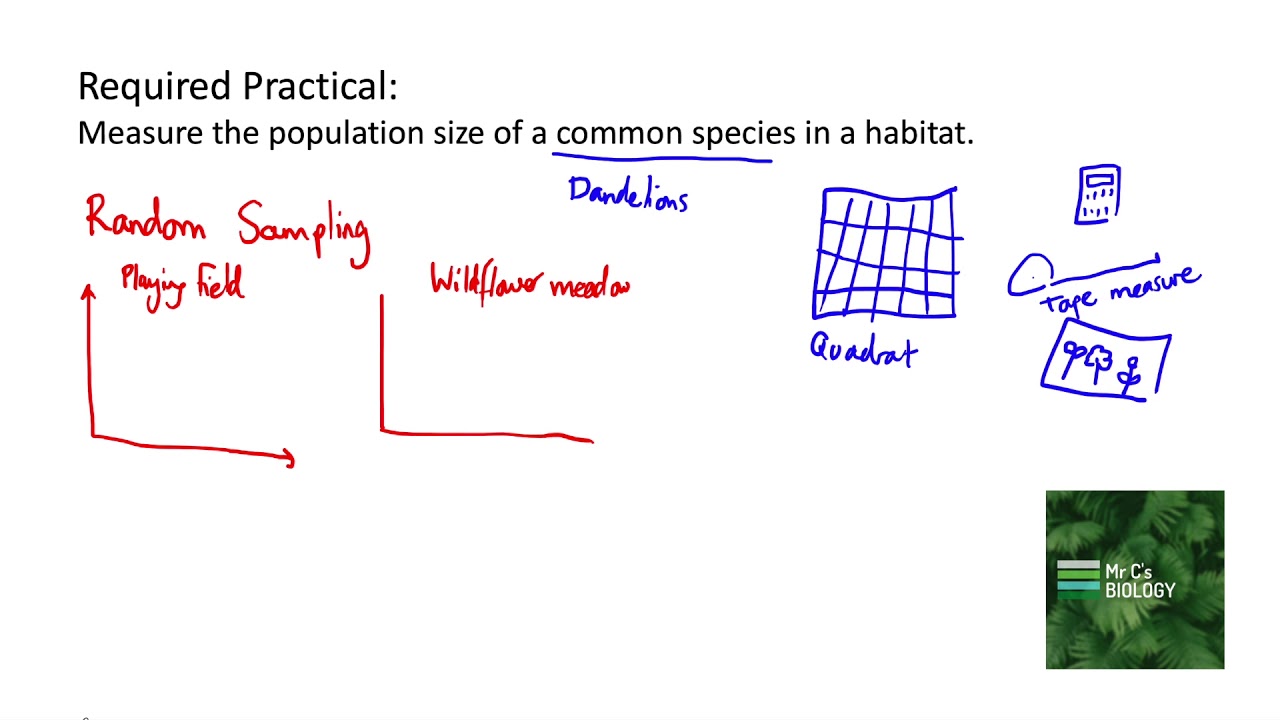 Measuring Population Size: Random Sampling (AQA Biology Required ...