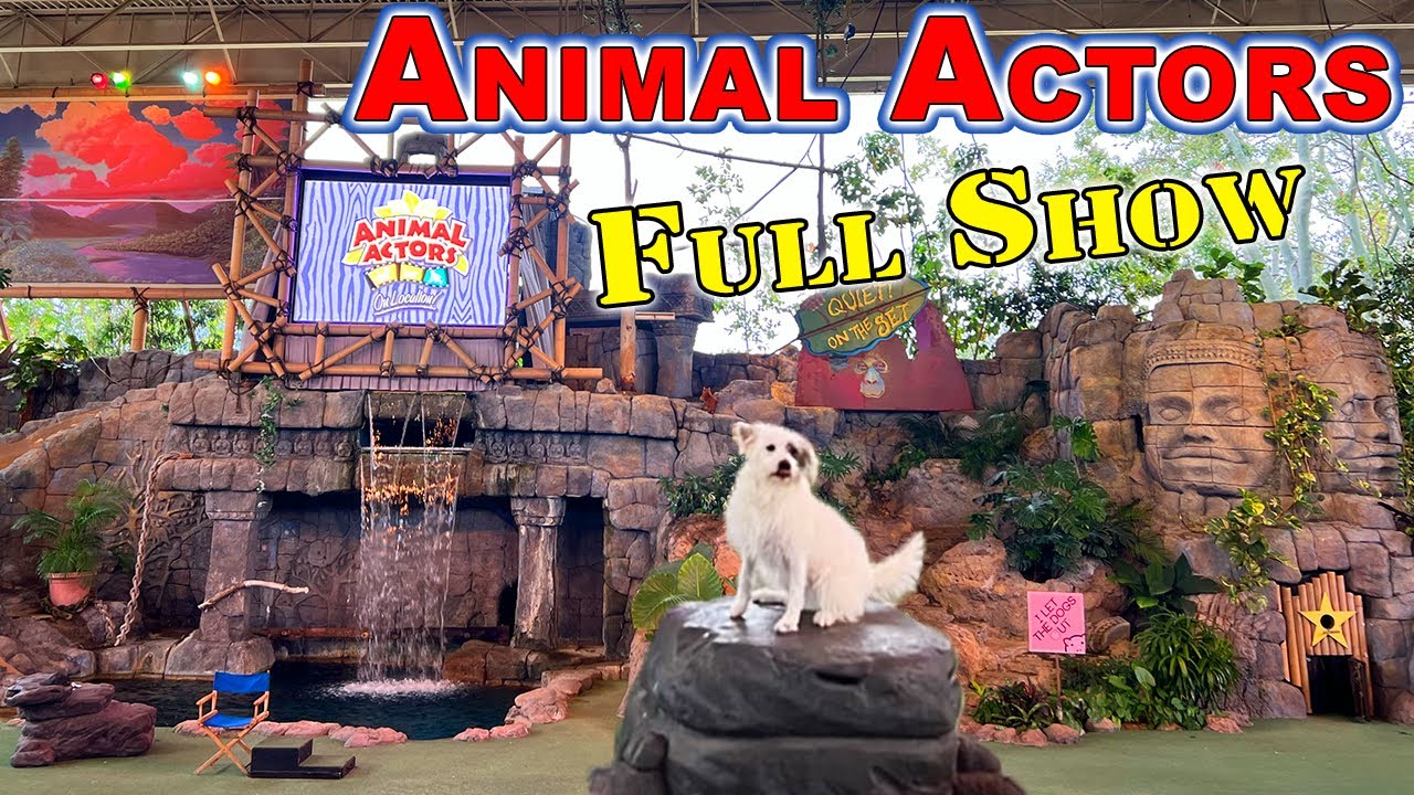 Animal Actors Live on Set - Cute Dogs and Animals at Universal Orlando ...