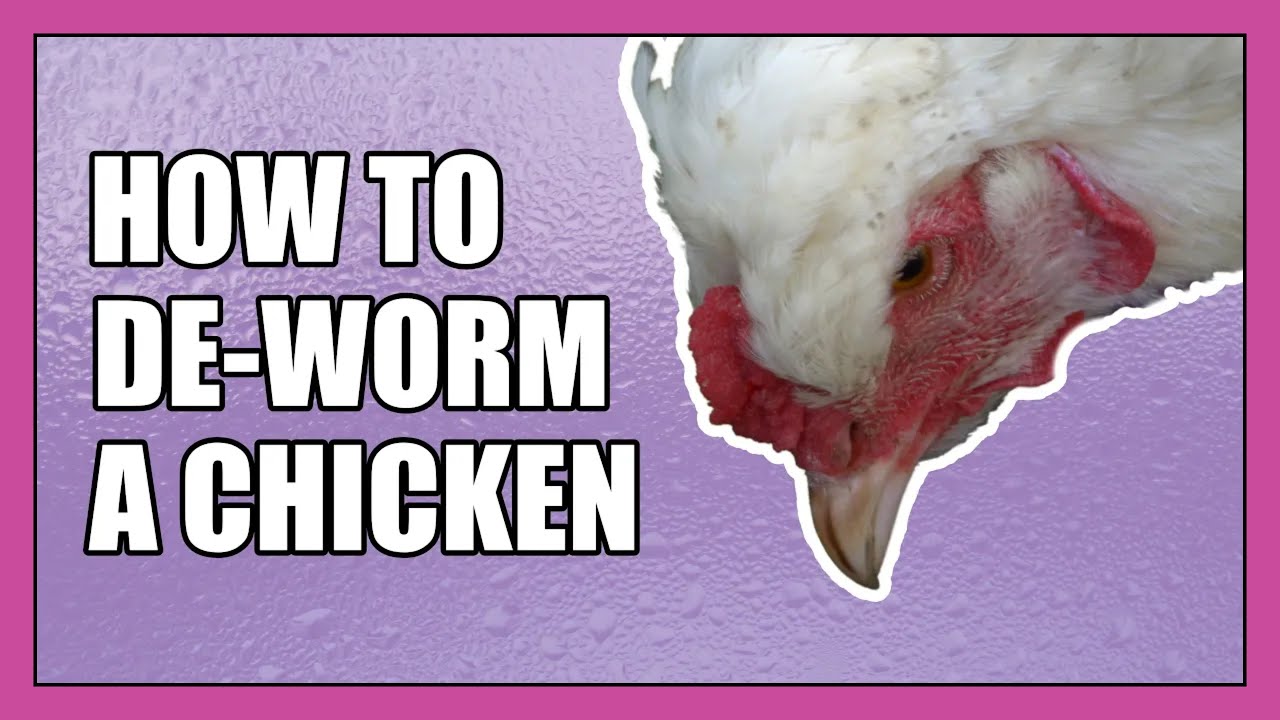 How to Worm Your Chickens for a Healthy Homestead Flock - YouTube