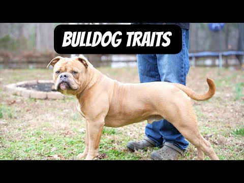 What characterizes the traditional bulldog? [Complete Guide]