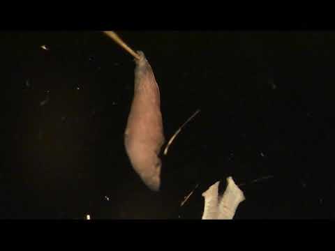 Dissection of mouse hind paw lumbrical - YouTube