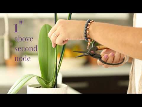 Where To Prune Orchids After Blooming