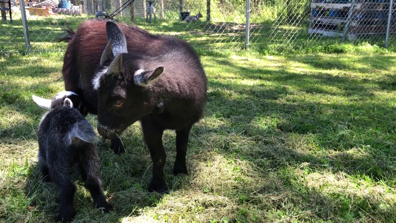 Baby Pygmy Goat Hercules eating breakfast - YouTube