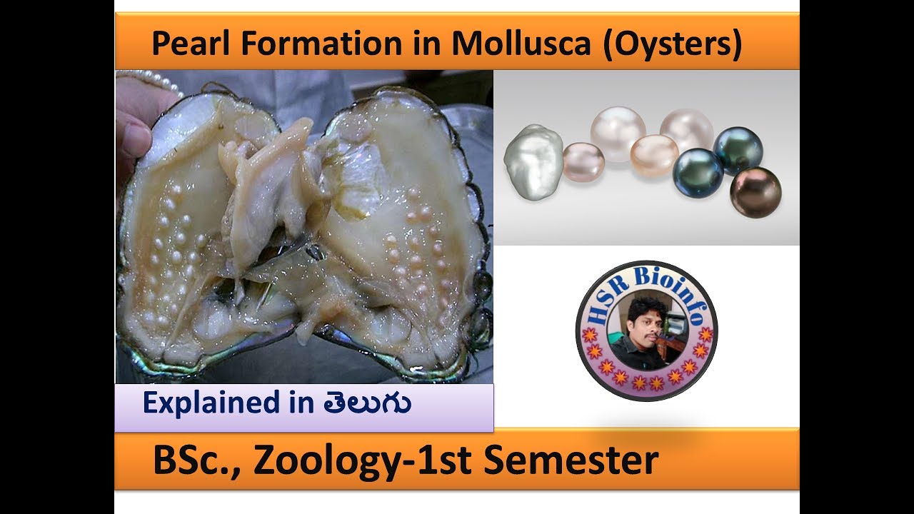 Pearl Formation in Mollusca (Oysters) | Phylum Mollusca | B.Sc ...