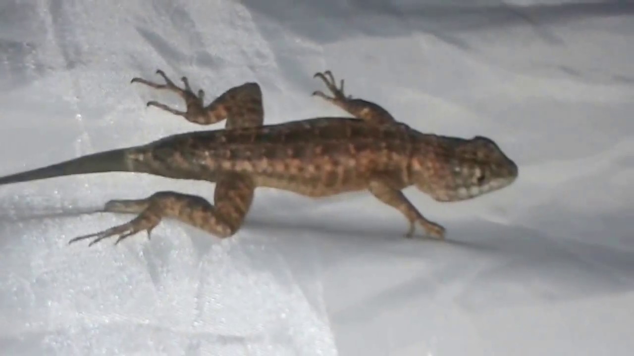 Calango Labigó!! - YouTube