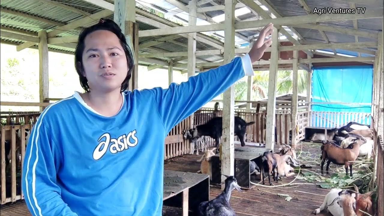 Ilang buwan o araw ang pagbubuntis ng kambing bago manganak? - YouTube