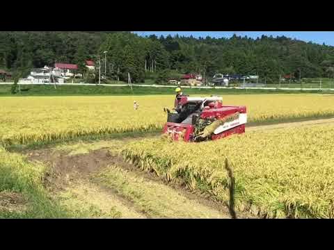 2021 稲刈り ヤンマー YH571A（ヒエ取り） 編集なしです。 - YouTube
